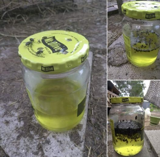👉Sweet Pickle Fly Trap – Recipes on a Budget